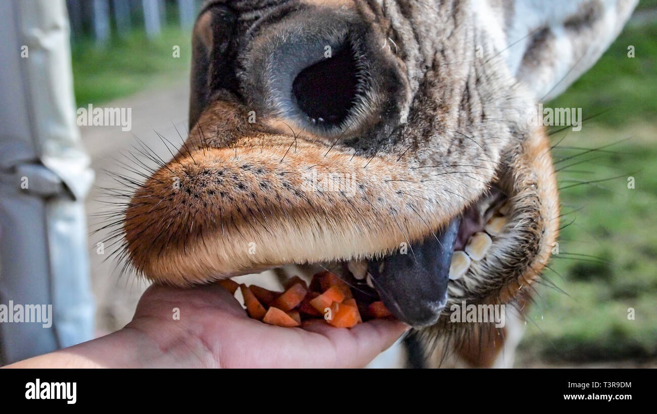 Hand feeding orange carrot to the mouth of a giraffe with only the ...