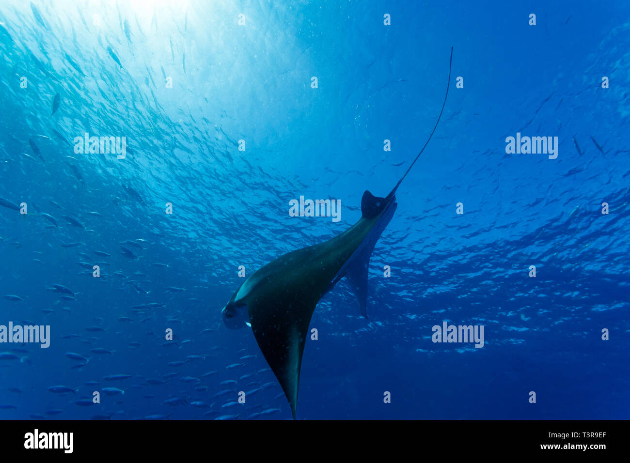 Manta ray, Mobula alfredi, dives through a school of fish in clear blue ...