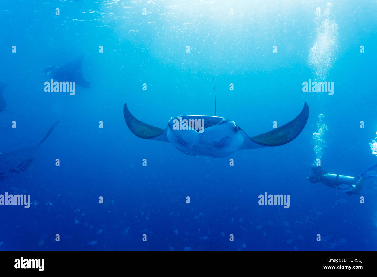 Diver manta rays birostris hi-res stock photography and images - Alamy