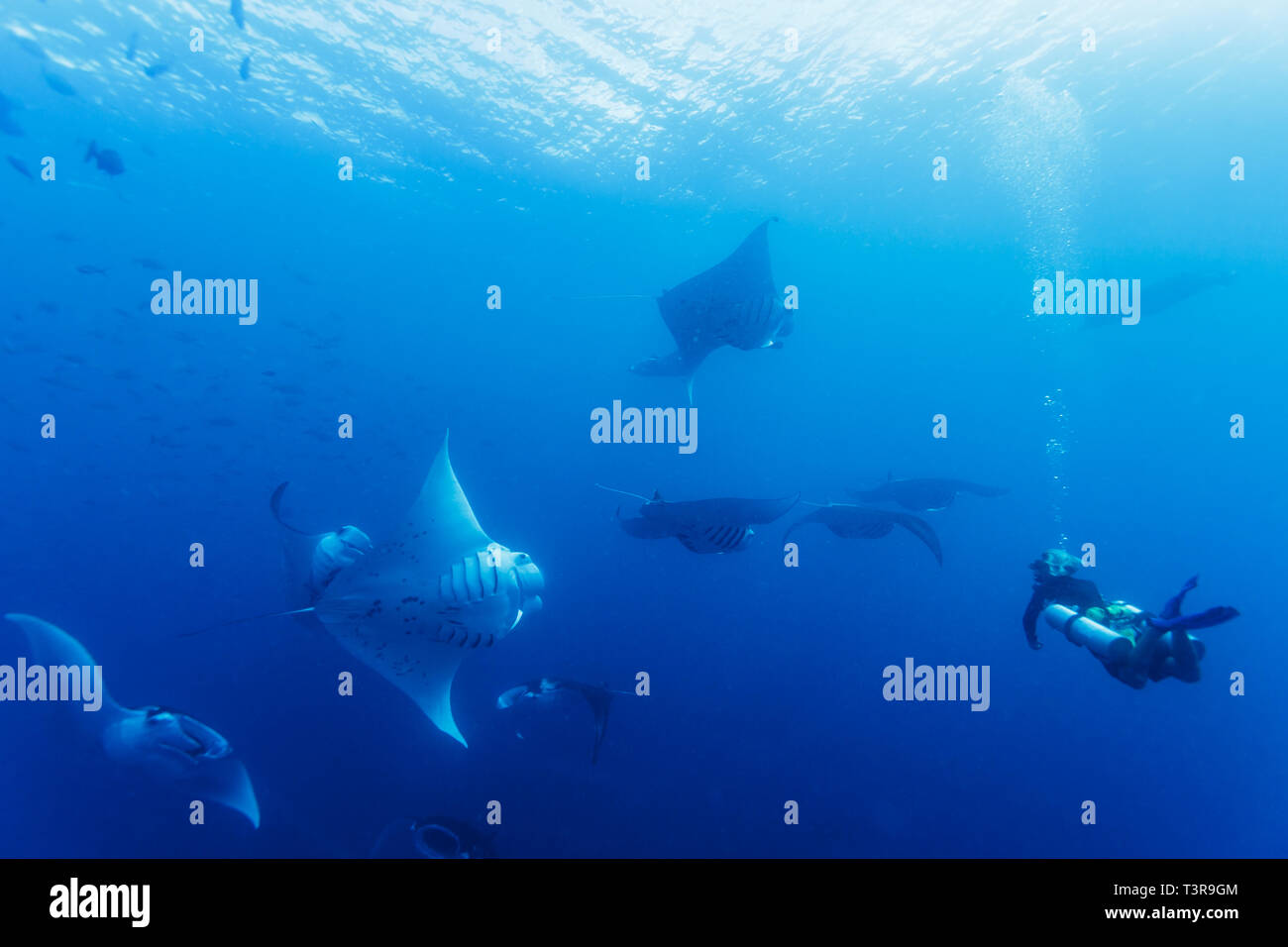 Scuba diver observes school of a dozen giant manata rays, Mobula ...