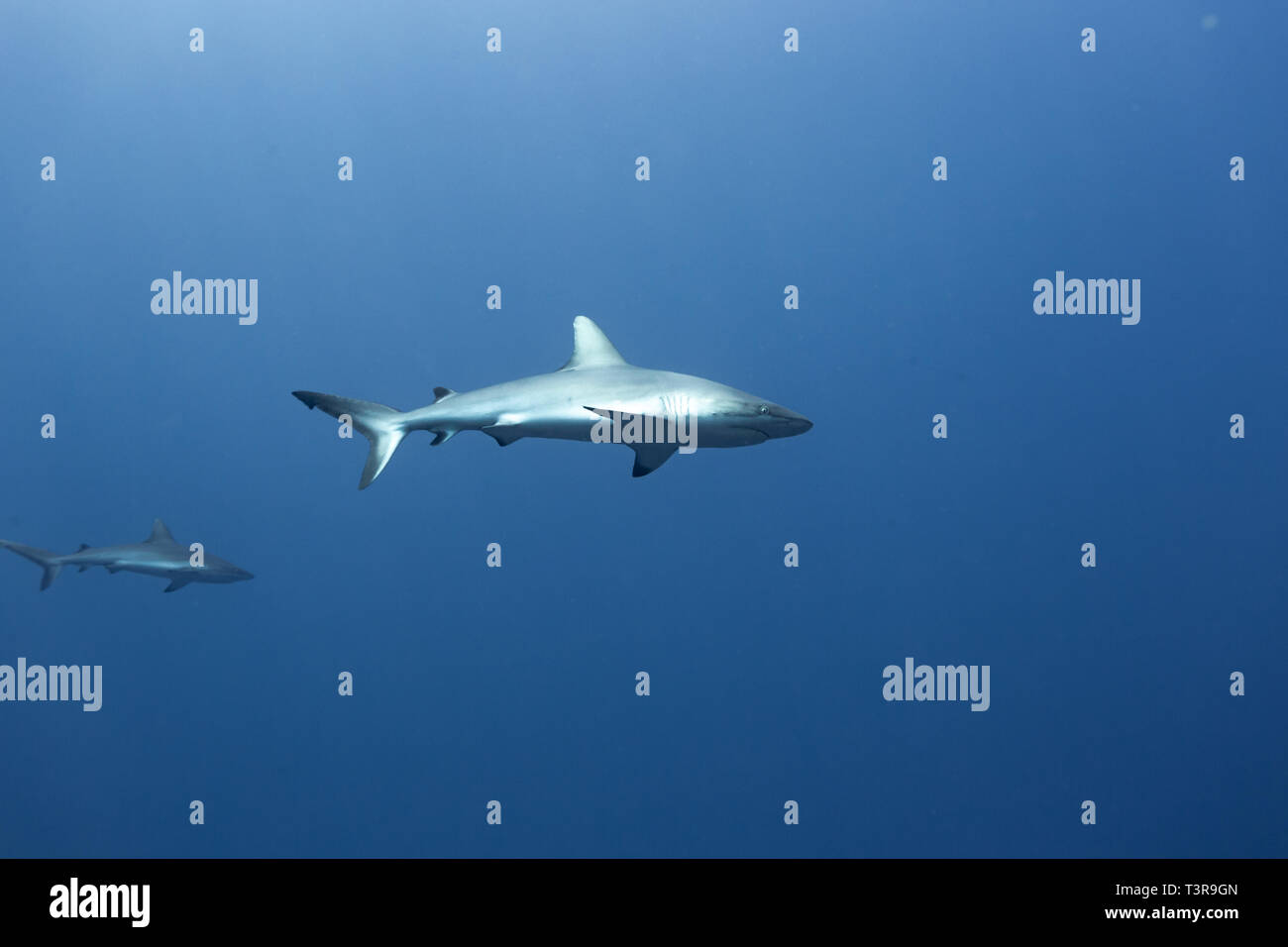 Silver sharks hi-res stock photography and images - Alamy