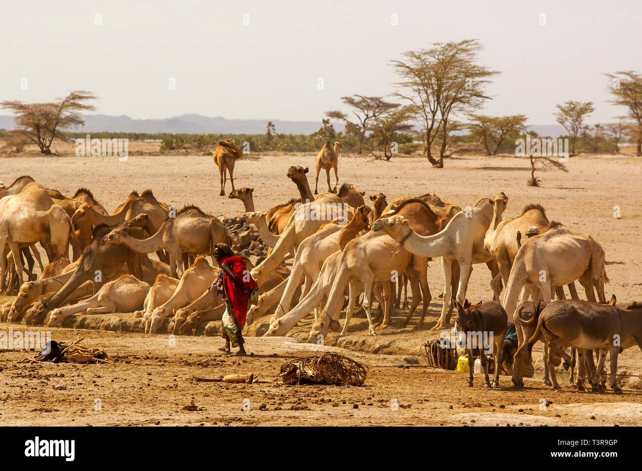 Gabbra people watering their camels at the remote North Horr village ...