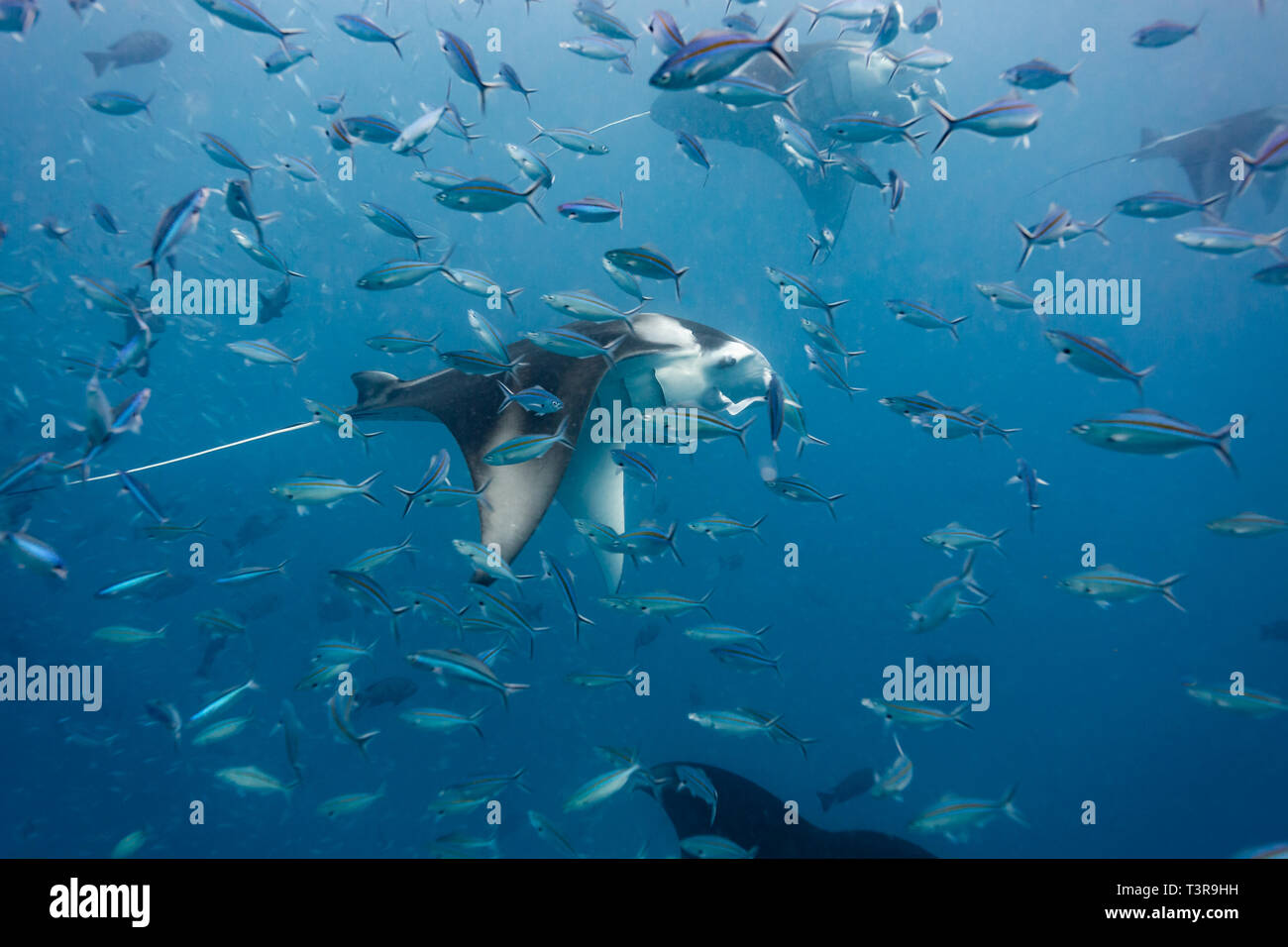 Silver fish manta hi-res stock photography and images - Alamy