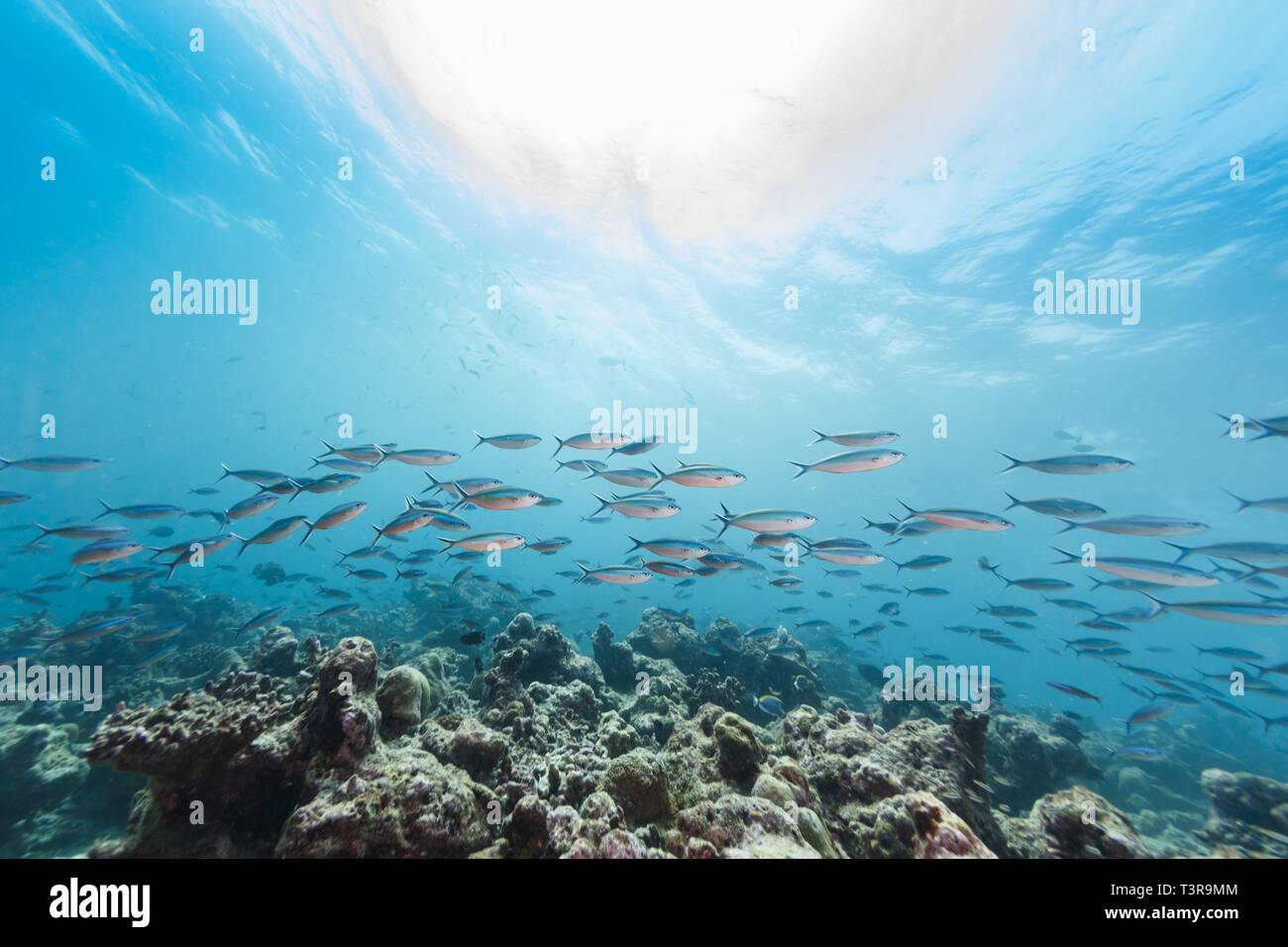 Maldives reef school of fish hi-res stock photography and images - Alamy