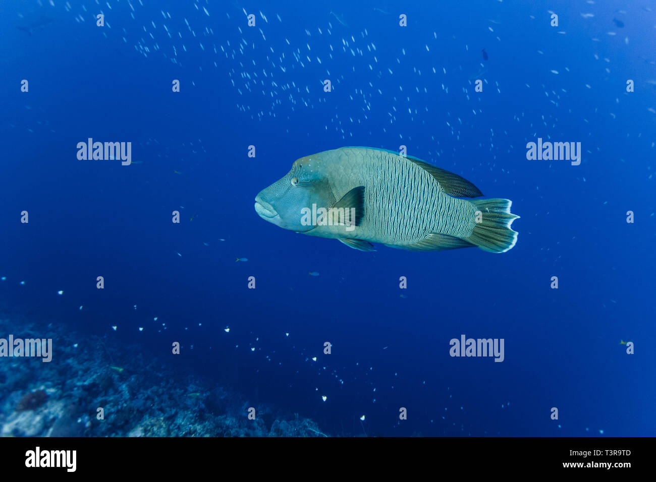 Closeup of a bumphead wrasse fish side showing pretty scale pattern ...
