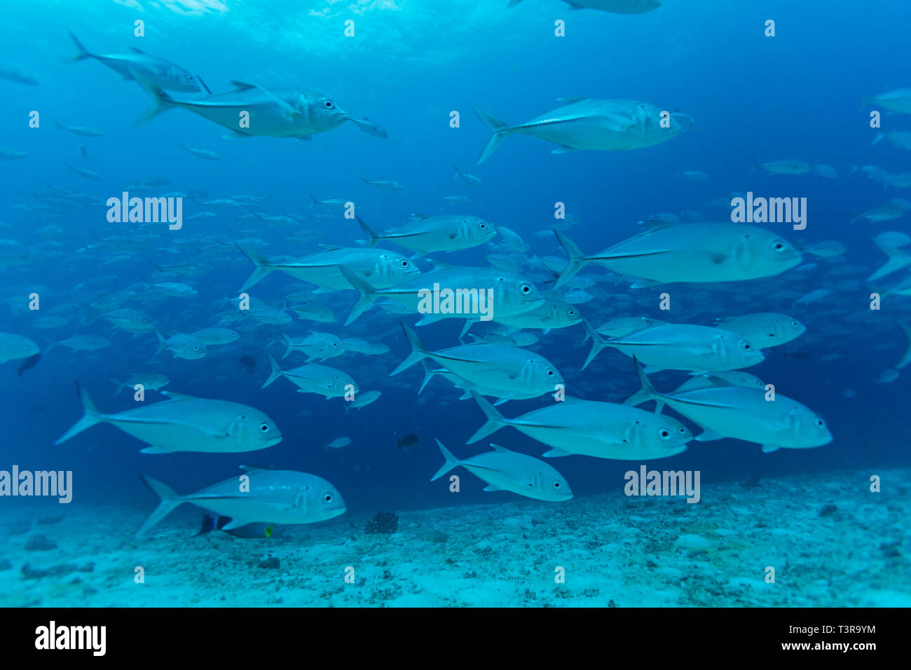 Closeup view of large jack fish school swimming on coral reef Stock ...