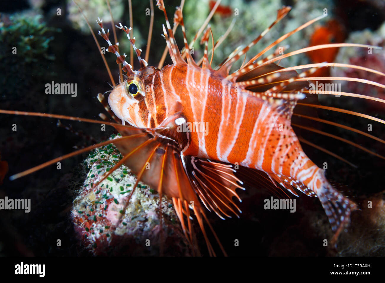 Closeup side view of the invasive orange red lionfish,Pterois volitans ...