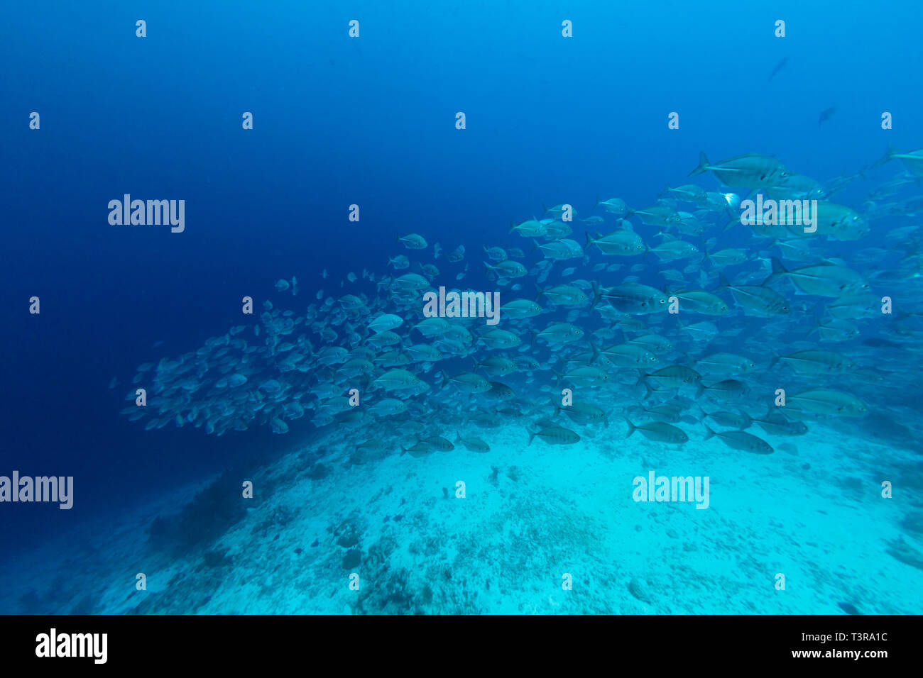 Turquoise water above coral reef teeming with school of large fish ...