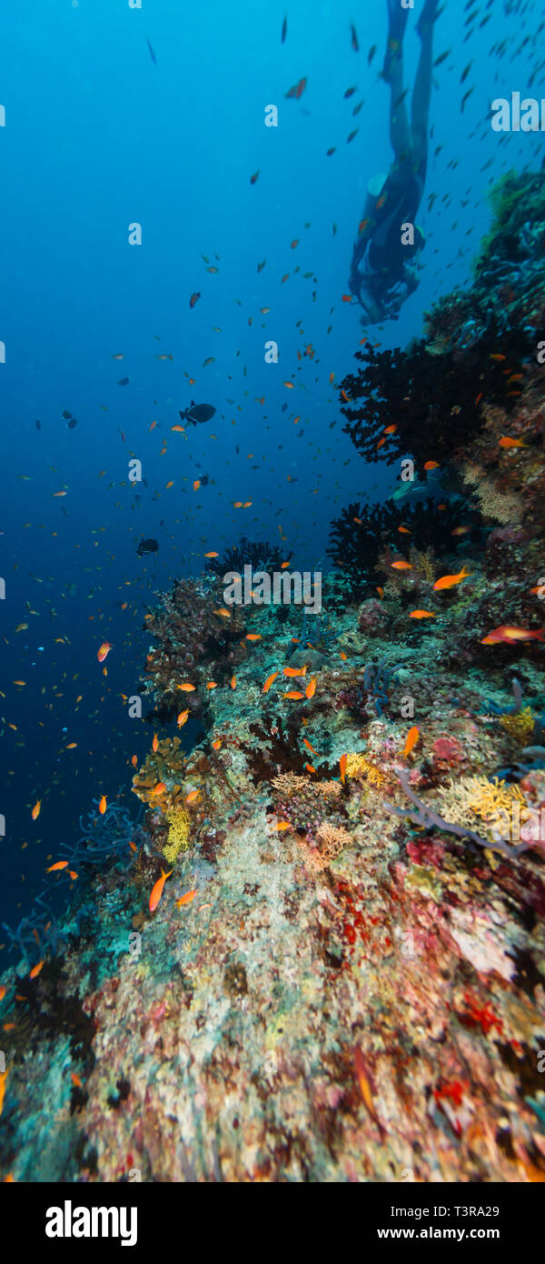 Diver descends to colorful side of coral colony with hundreds of orange ...