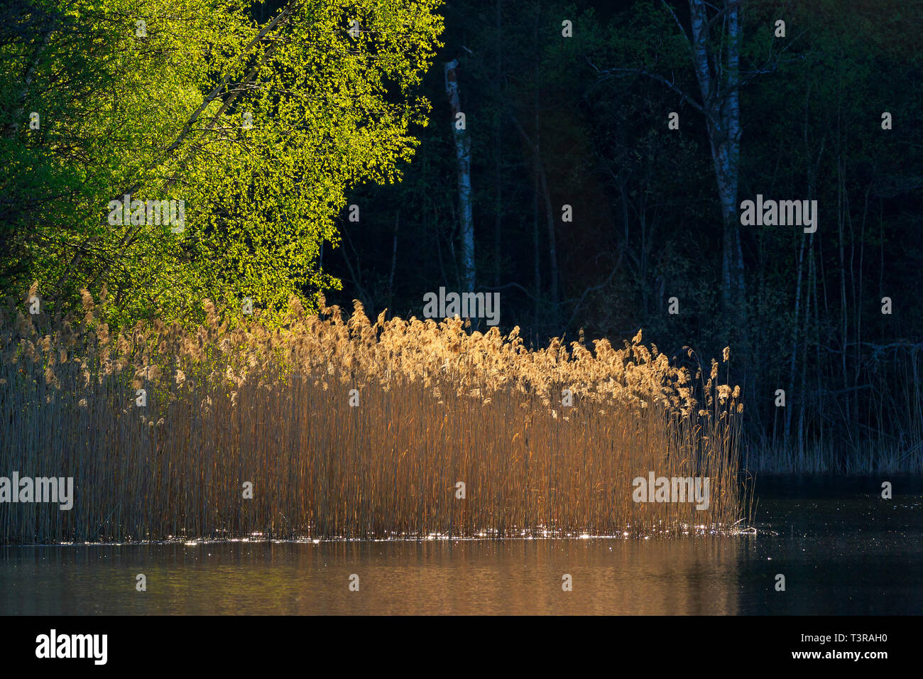 Reeds with a sun spots light against a dark background Stock Photo - Alamy