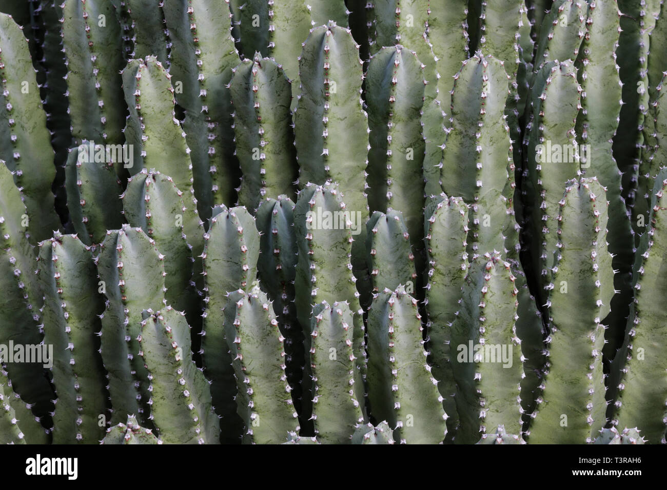 closeup view of Moroccan Mound (Euphorbia resinifera), also called ...