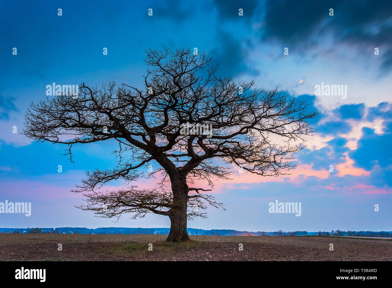 Old oak tree in the evening light, Lithuania Europe Stock Photo - Alamy