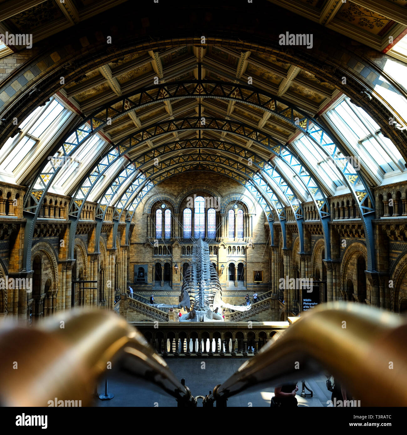 natural history museum view from the stepcase Stock Photo - Alamy