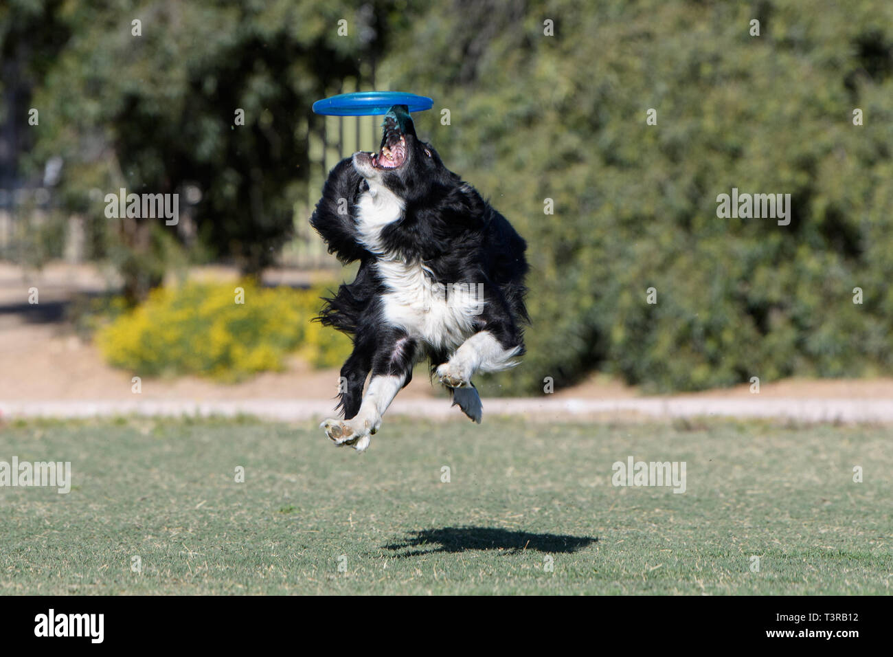 Border collie bouncing a disc off his nose trying to catch it Stock ...
