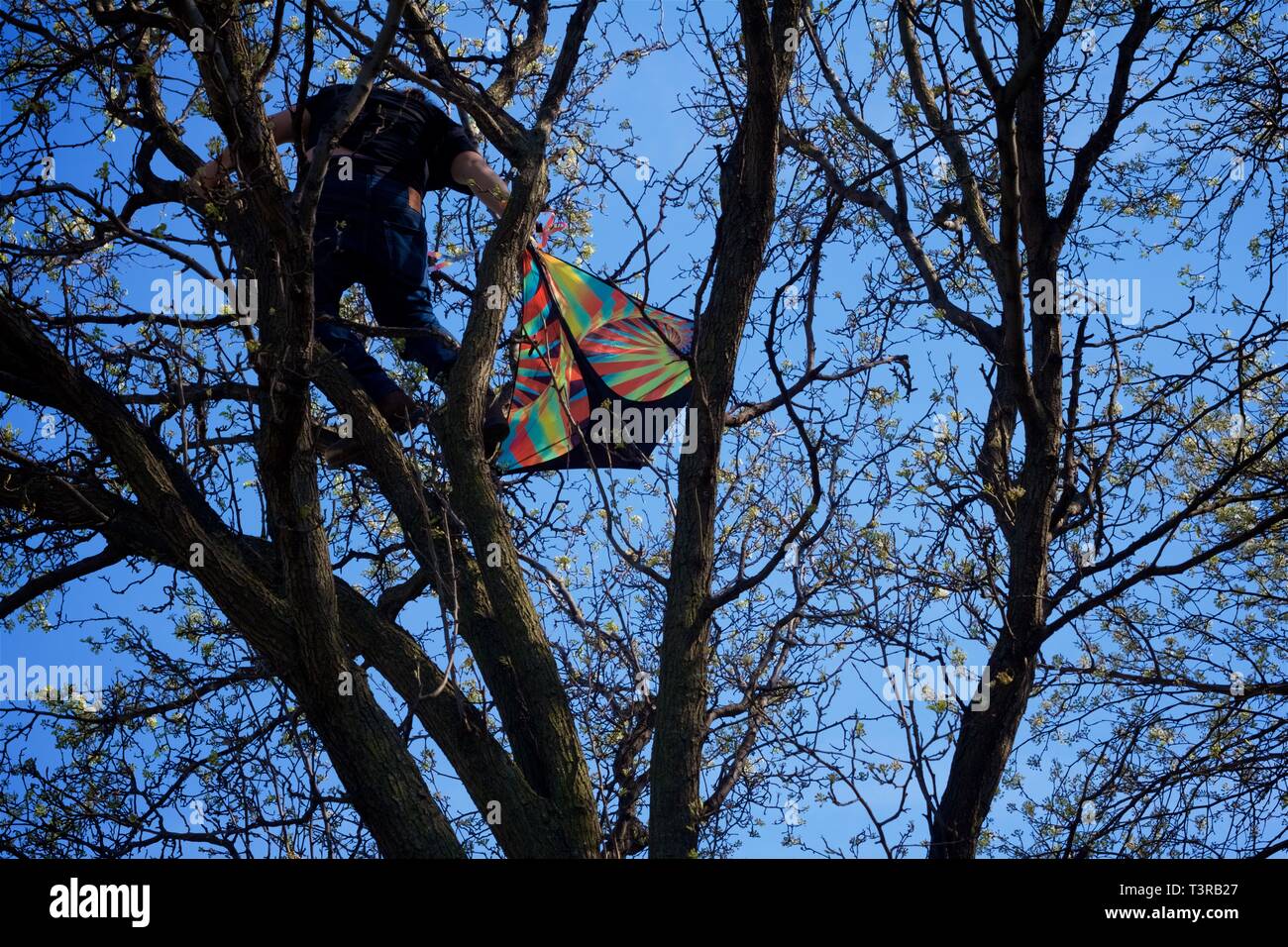 Kite stuck in tree hi-res stock photography and images - Alamy