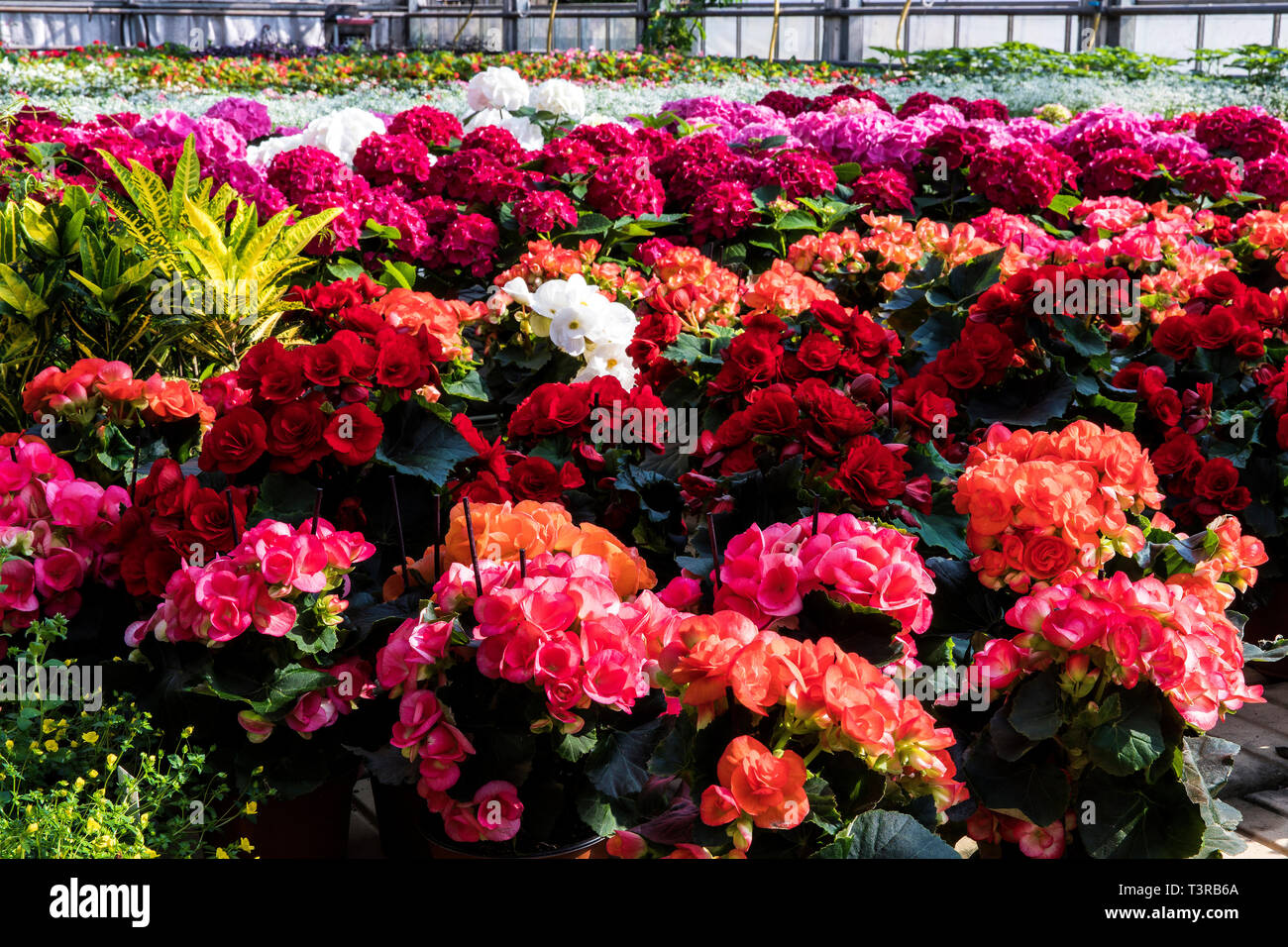 Greenhouse floriculture hi-res stock photography and images - Alamy
