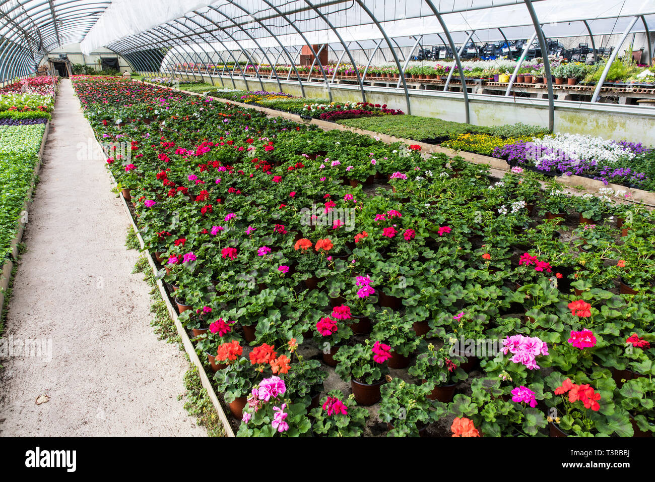 Flower farm greenhouse hi-res stock photography and images - Alamy