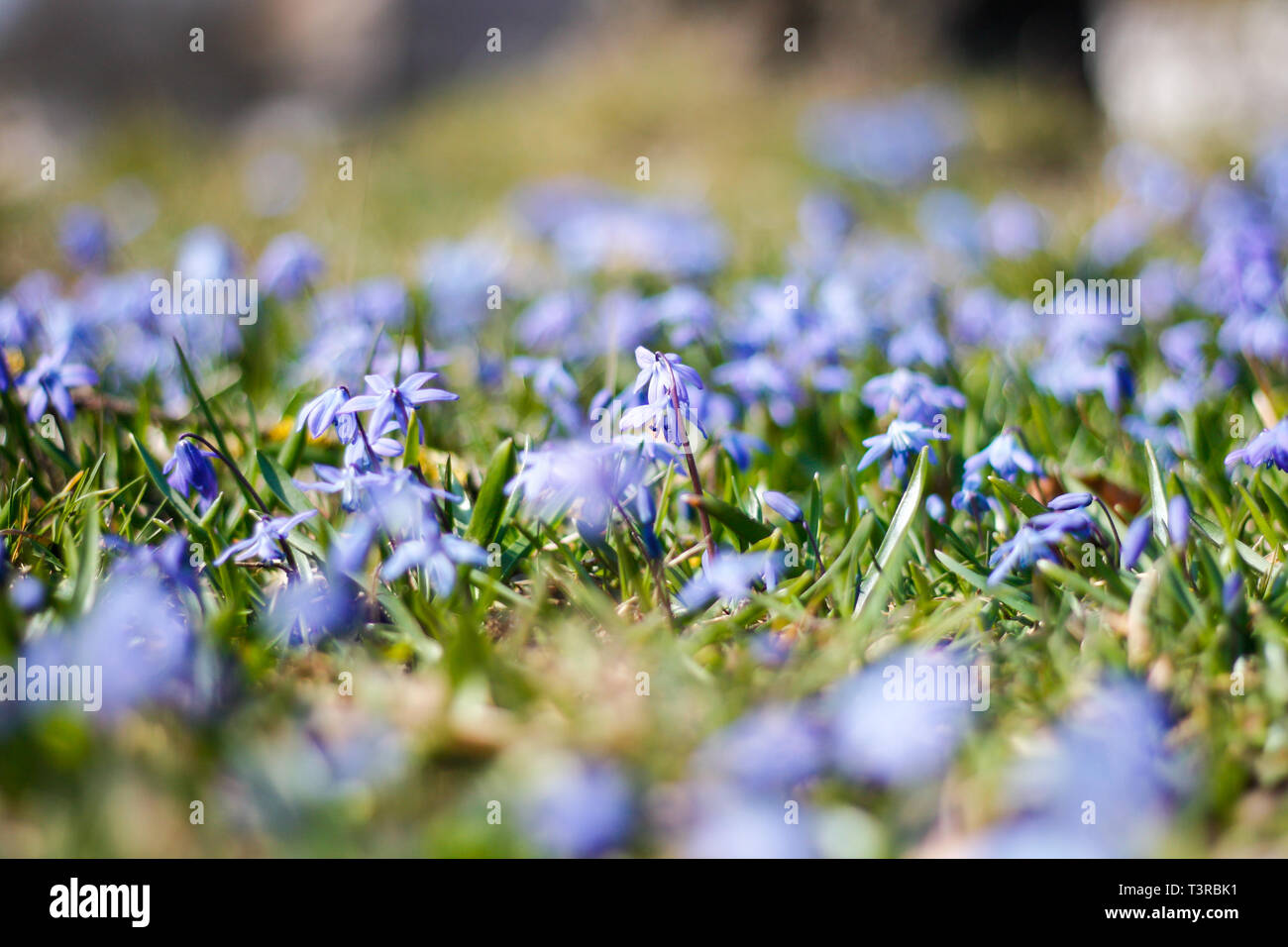 Small blue flowers blooming hi-res stock photography and images - Alamy