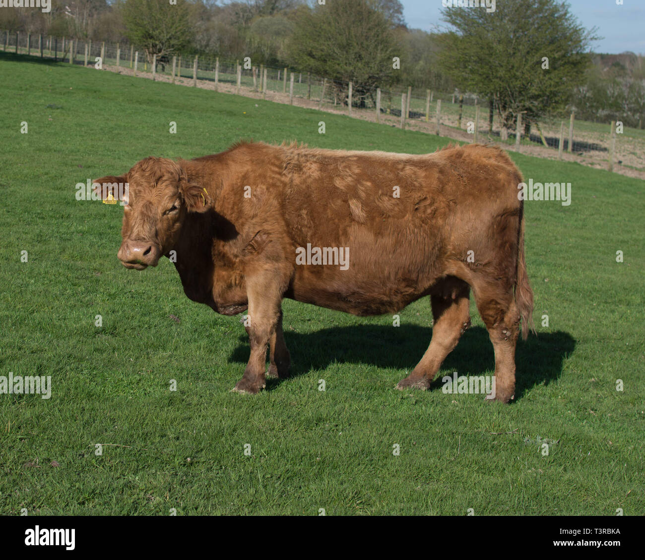 Sussex dairy hi-res stock photography and images - Alamy