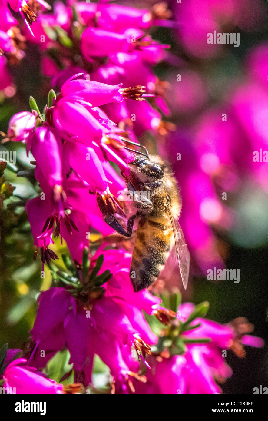 Heather honey hi-res stock photography and images - Alamy