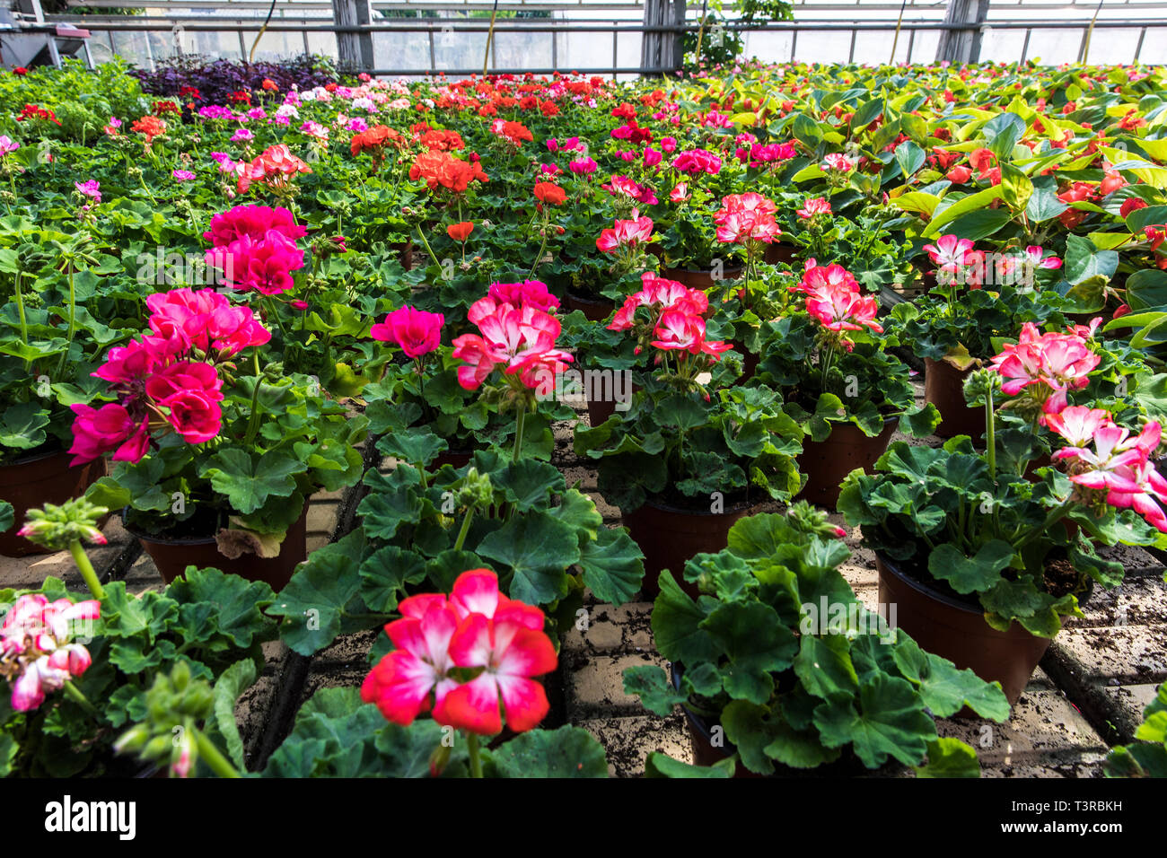 Greenhouse floriculture hi-res stock photography and images - Alamy
