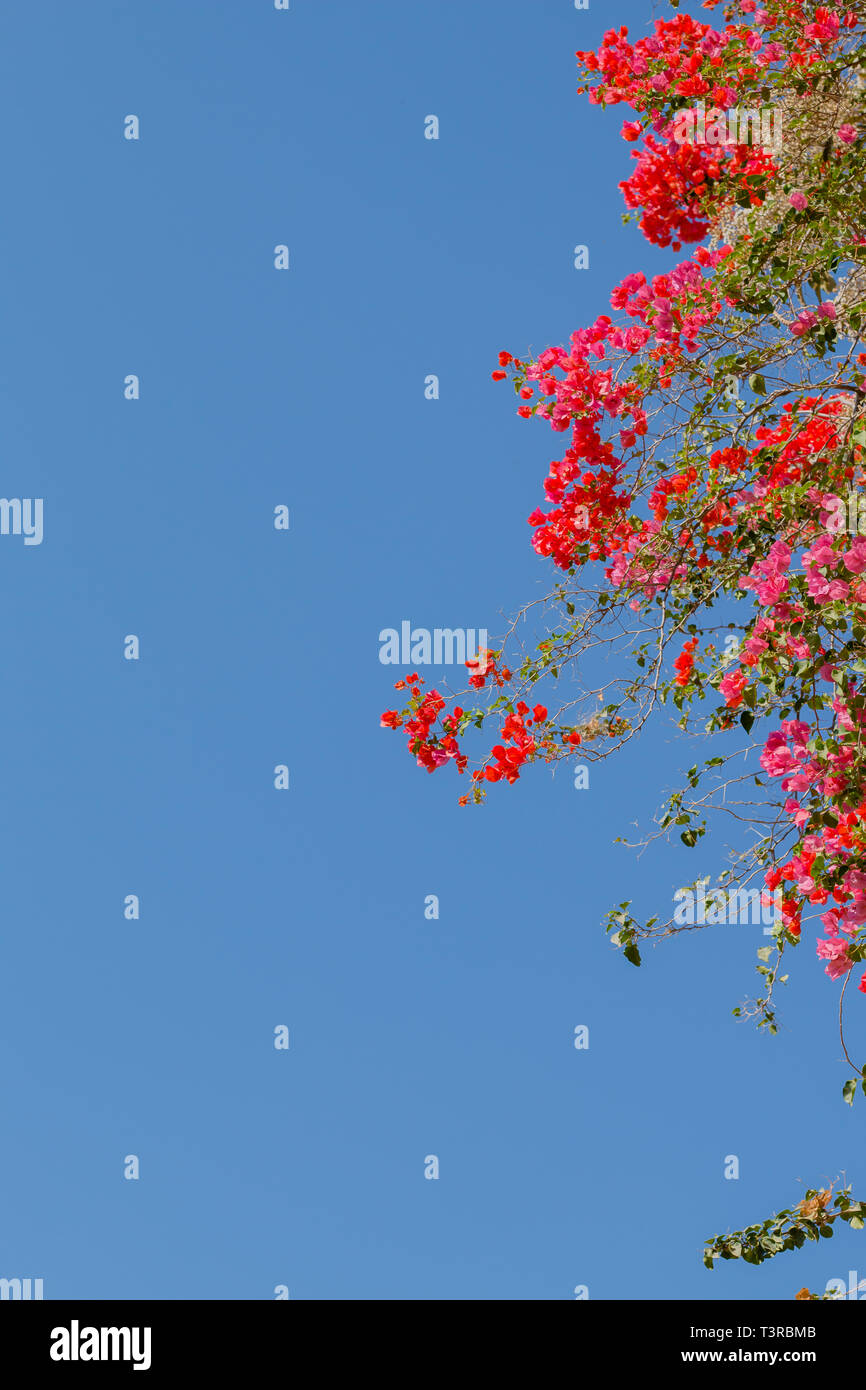 Flowers in Spring in Guatemala Stock Photo - Alamy