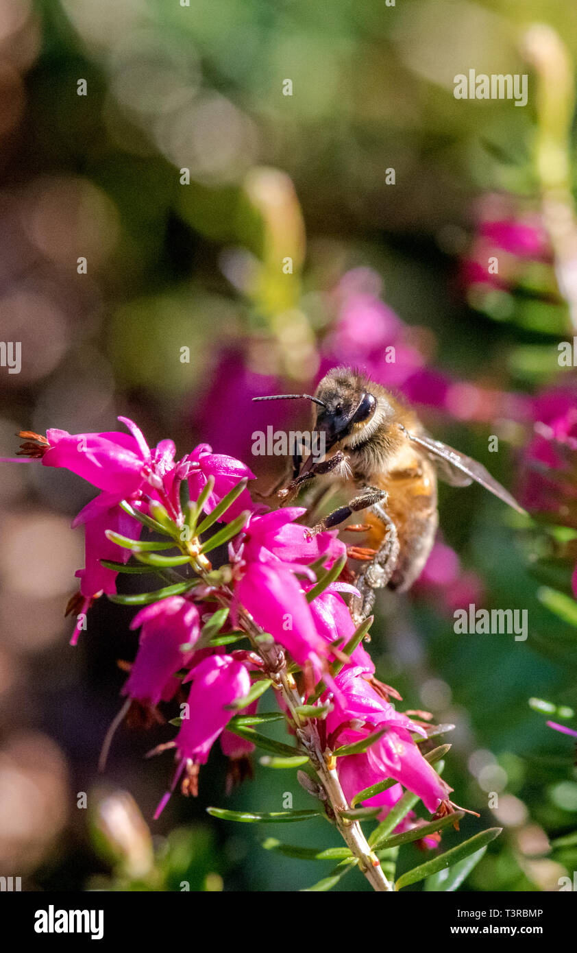Heather honey hi-res stock photography and images - Alamy