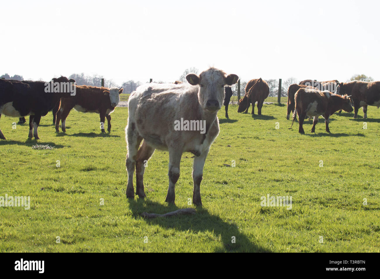 Group dairy cows close hi-res stock photography and images - Alamy