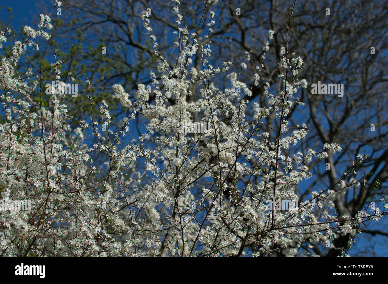 Sussex spring walk Uckfield and local areas Stock Photo - Alamy
