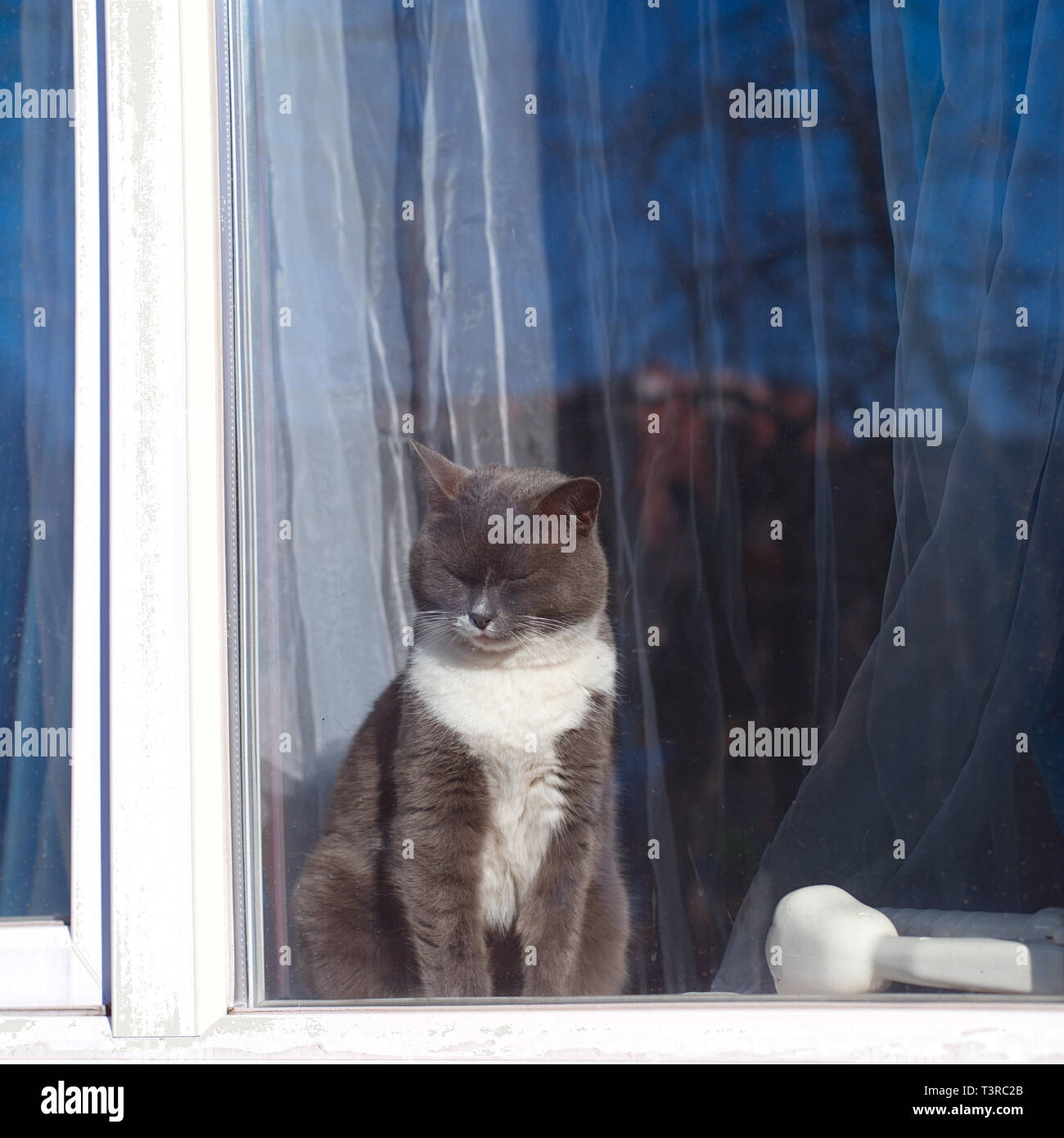 A cat basking in the sun sitting behind a window, outdoor square shot ...
