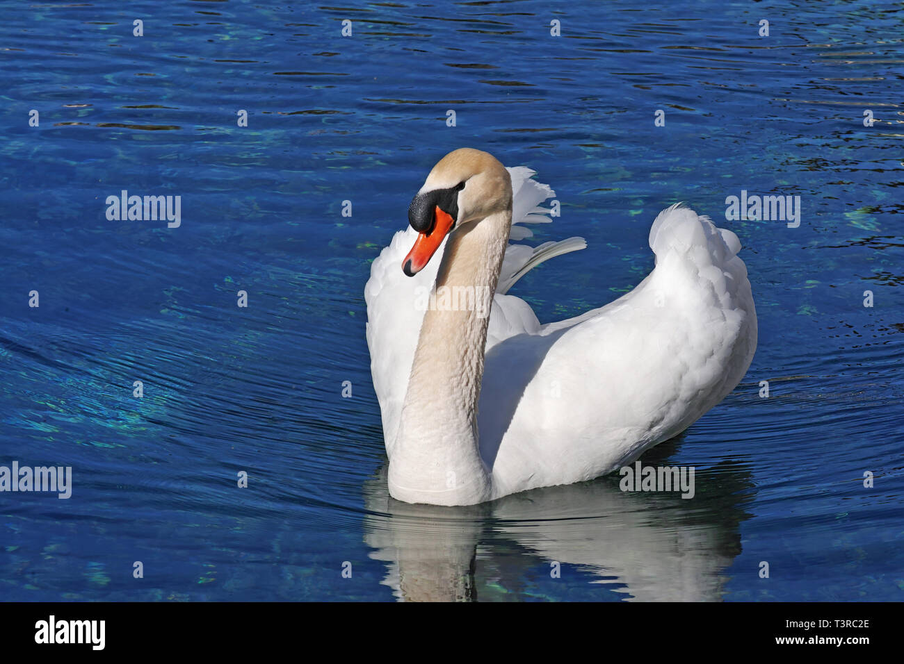 elegant attitude of a male of mute swan in water Stock Photo - Alamy