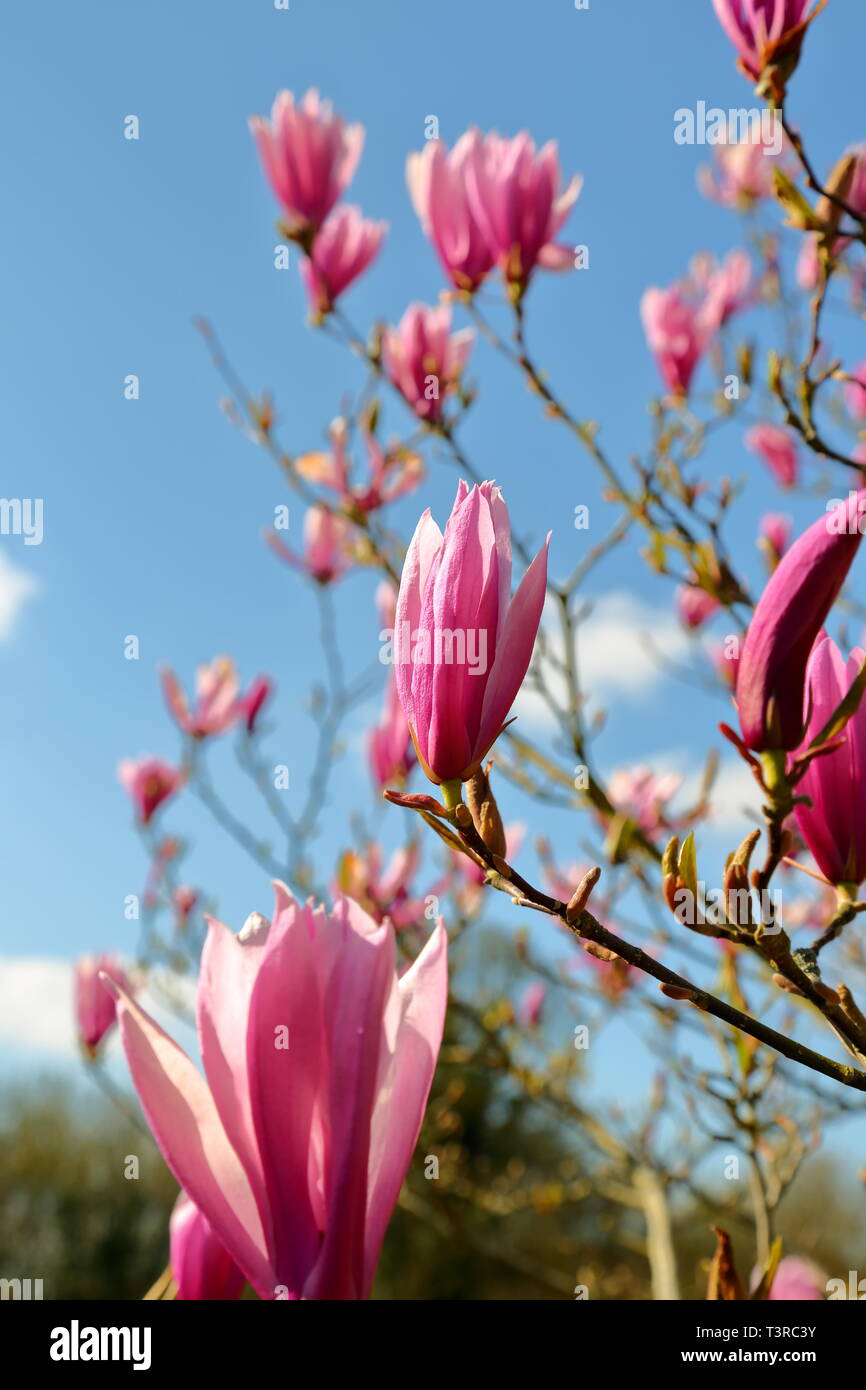 Magnolia susan hi-res stock photography and images - Alamy