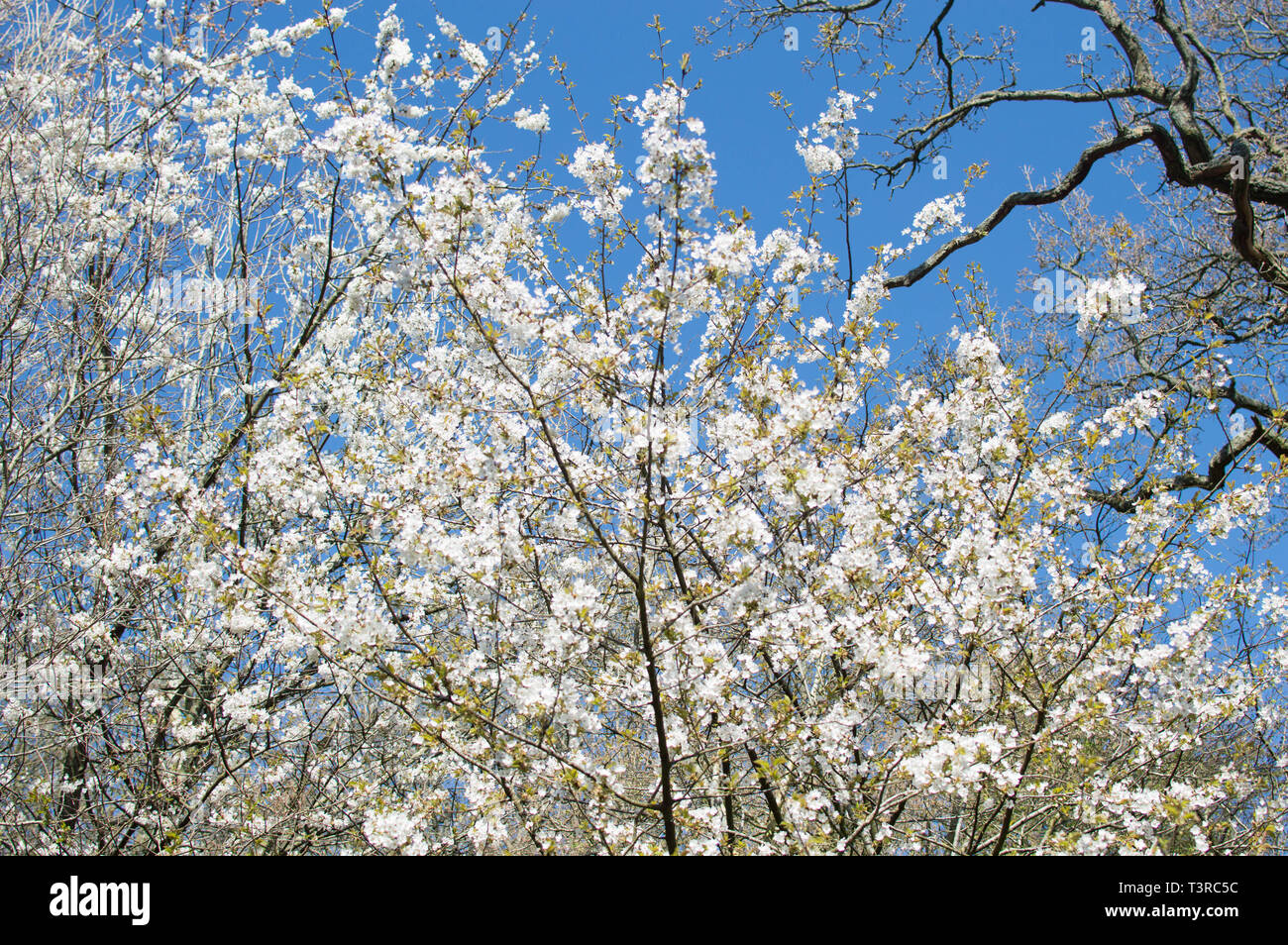 Sussex spring walk Uckfield and local areas Stock Photo - Alamy