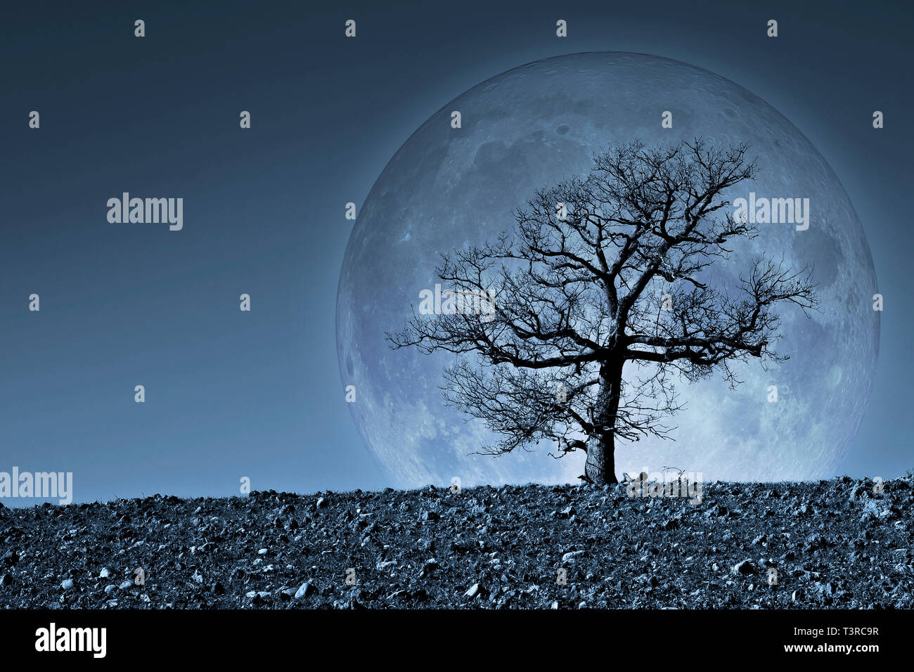 Lone tree with moon on background - image with element furnished by ...