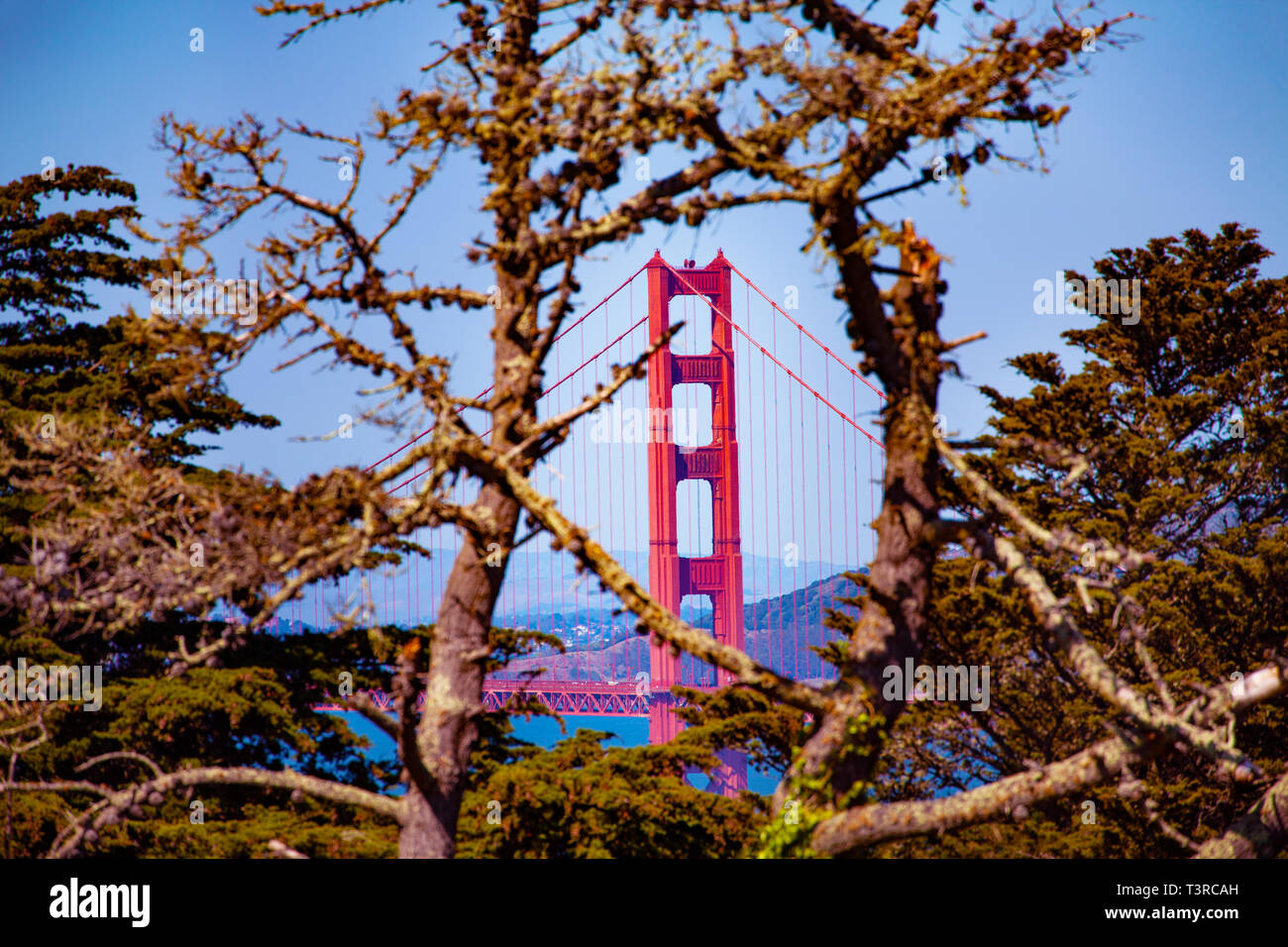 Golden Gate Bridge viewed through tree branches Stock Photo - Alamy