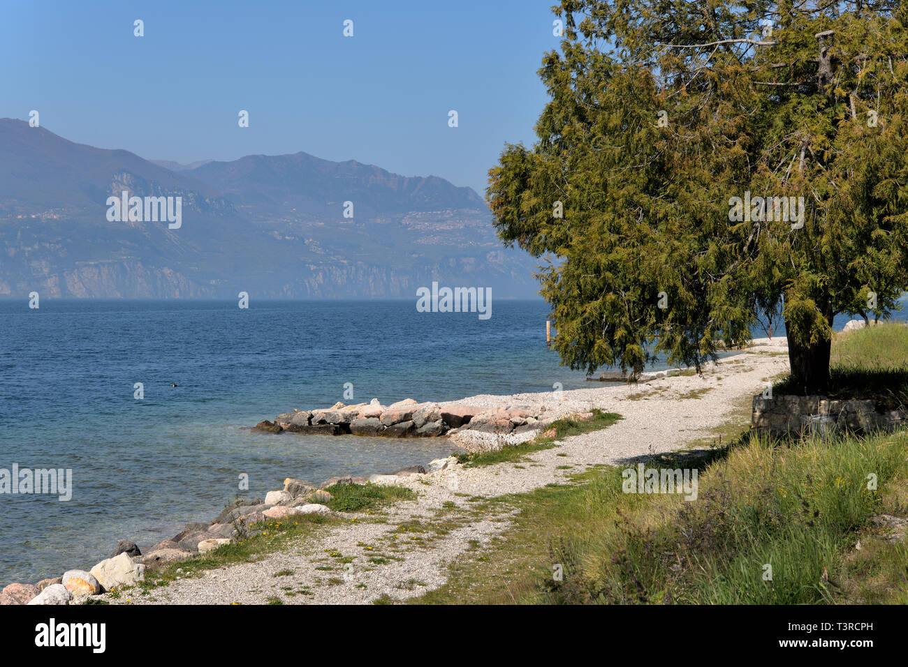 The green tree and the lake shore promenade Garda Lake Italy Stock ...