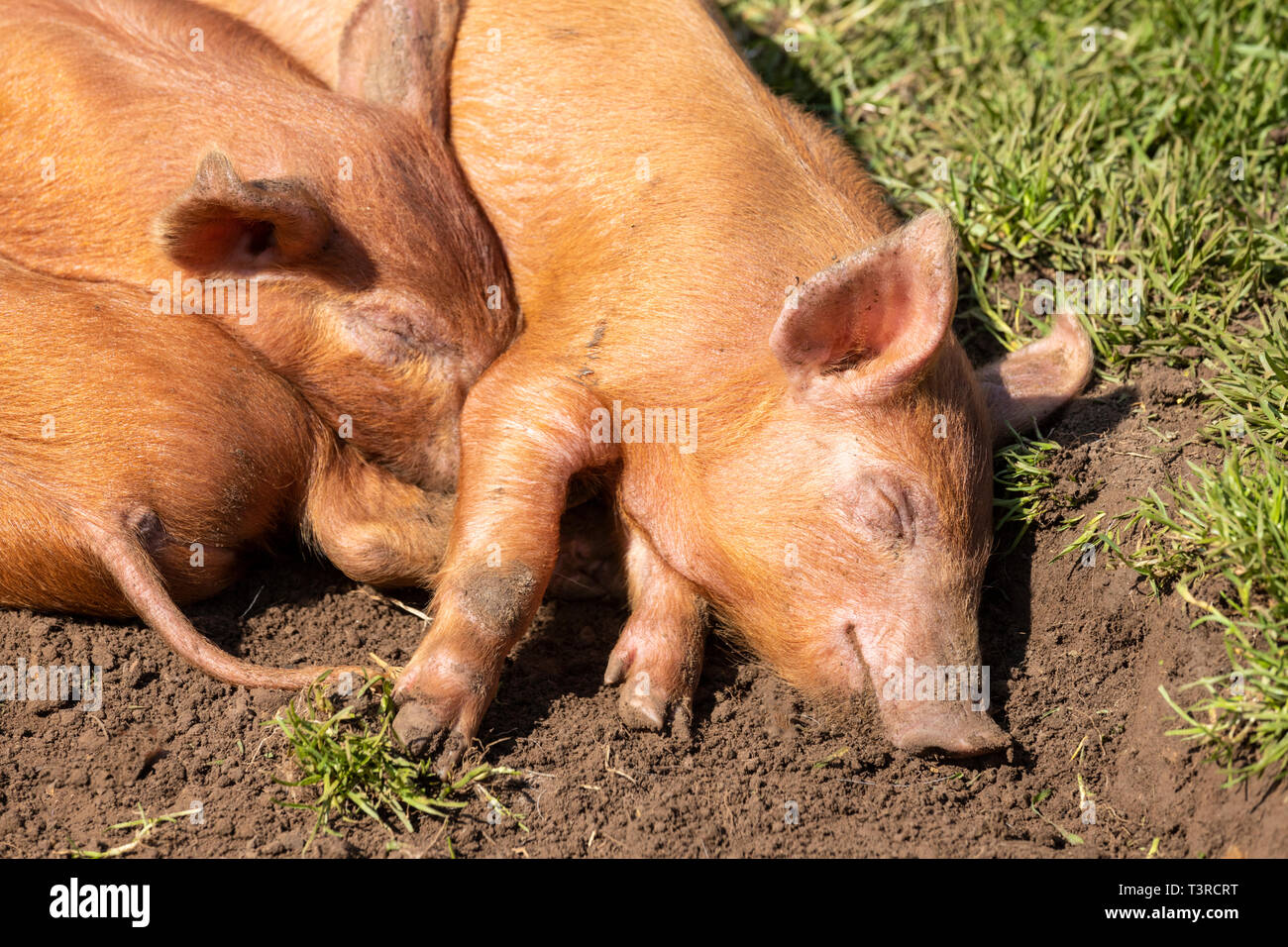 Rare pig breeds hi-res stock photography and images - Alamy