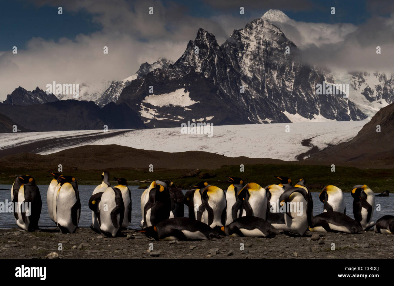 Healthy penguin hi-res stock photography and images - Alamy