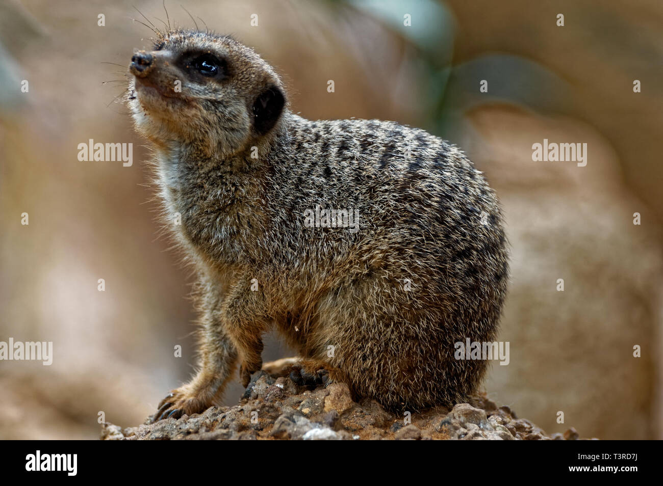 Mongoose pictures hi-res stock photography and images - Alamy