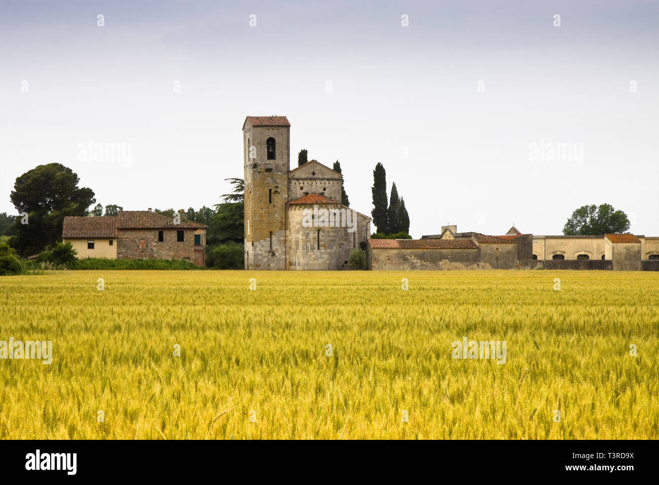 Typical Tuscany Romanesque church surrounded by a field of wheat near a ...
