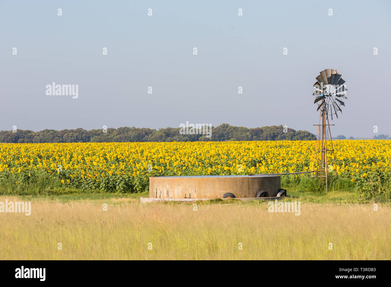 Sunflowers, windmill and dam Stock Photo - Alamy