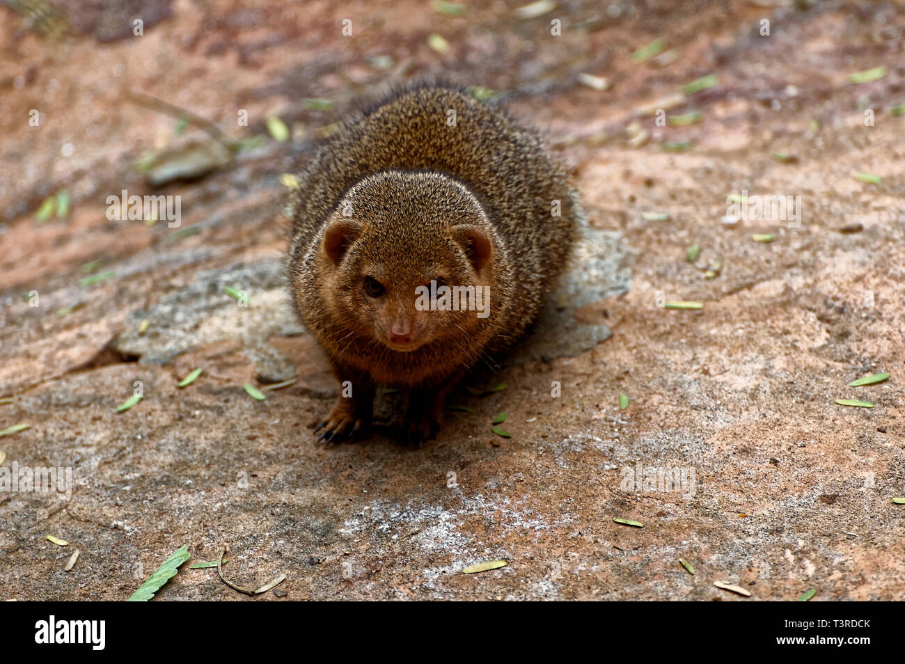 Mongoose horizontal picture hi-res stock photography and images - Alamy