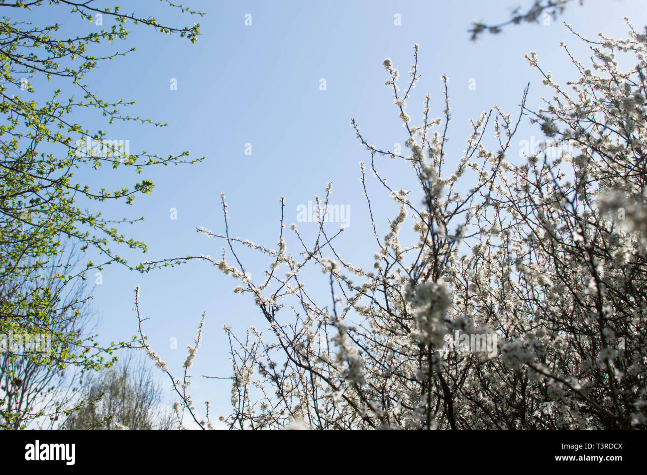 Sussex spring walk Uckfield and local areas Stock Photo - Alamy