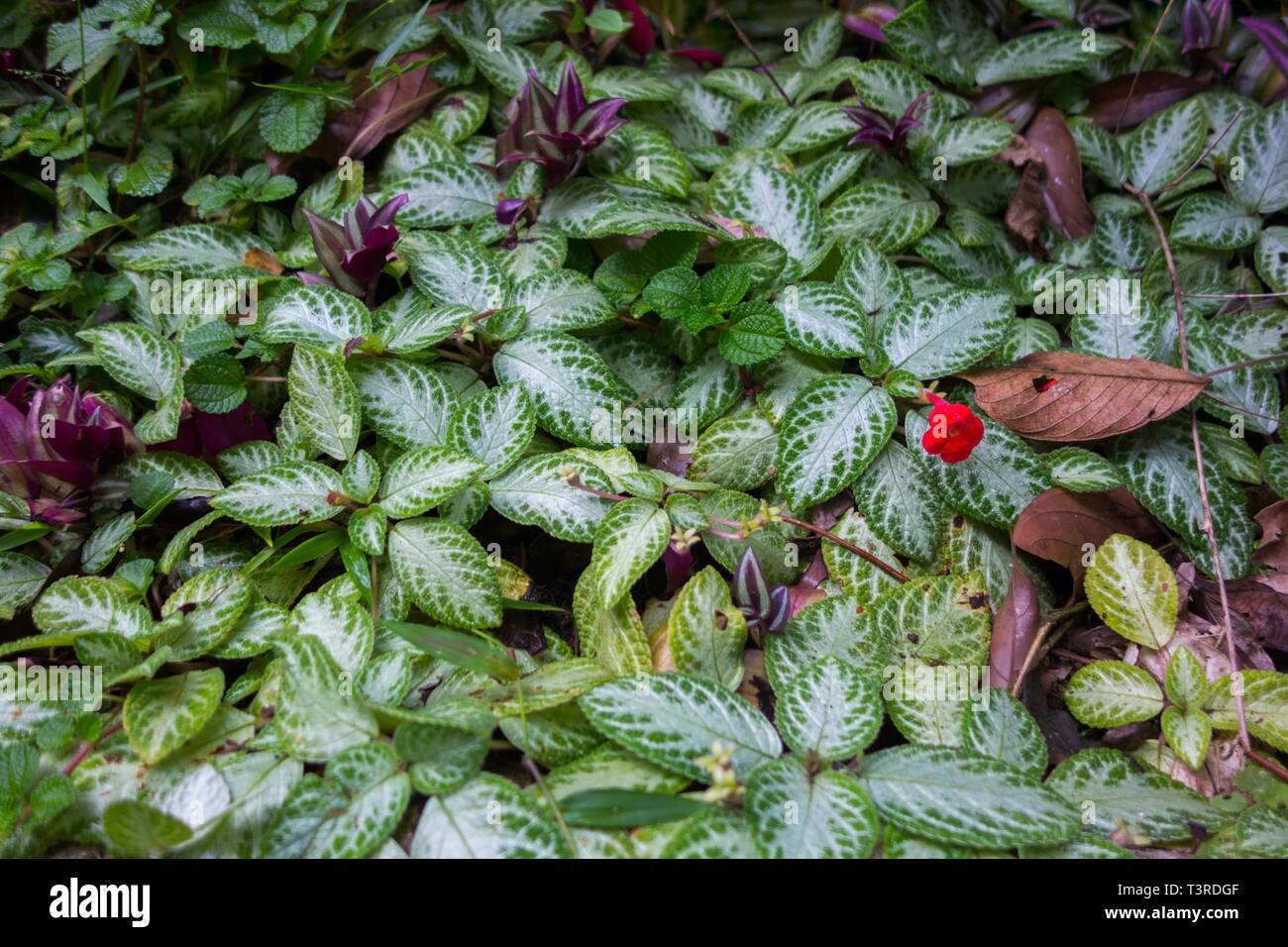 Costa Rican Rainforest Flowers