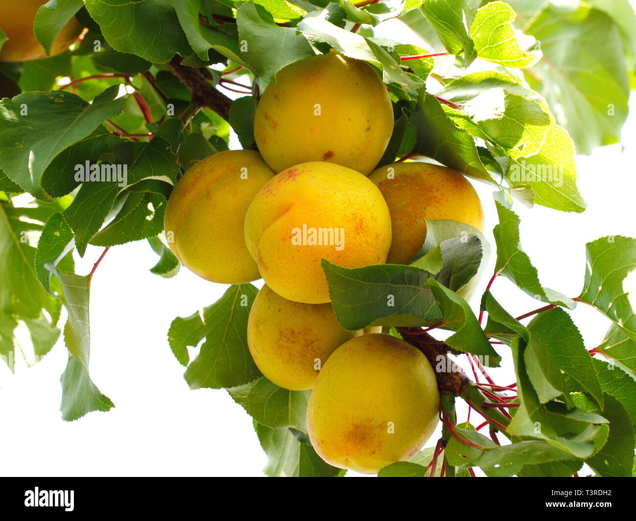 Shooting fruit tree hi-res stock photography and images - Alamy