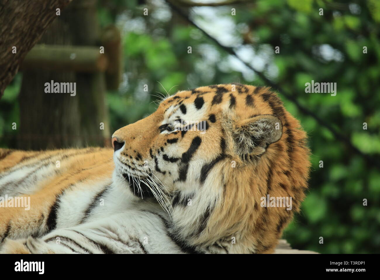 Relaxed tiger at the Parco Zoo Punta verde Lignano Sabbaidoro Italy. A ...