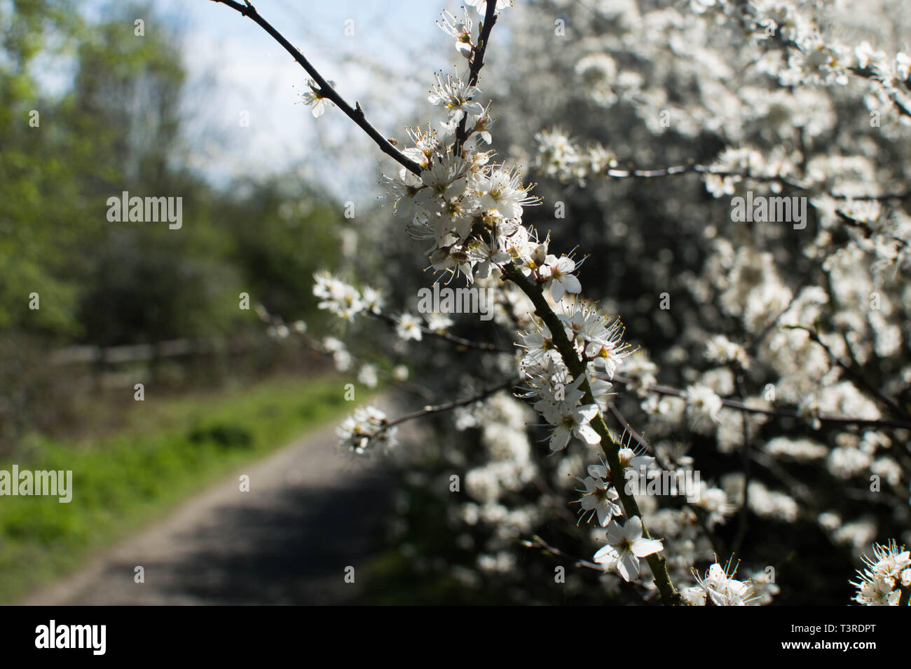 Sussex spring walk Uckfield and local areas Stock Photo - Alamy