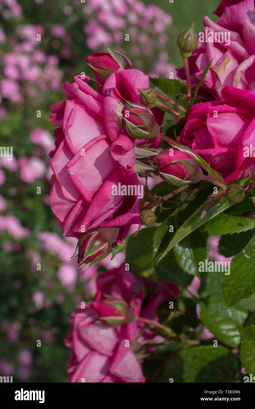 Blooming beautiful colorful roses in the garden background Stock Photo ...
