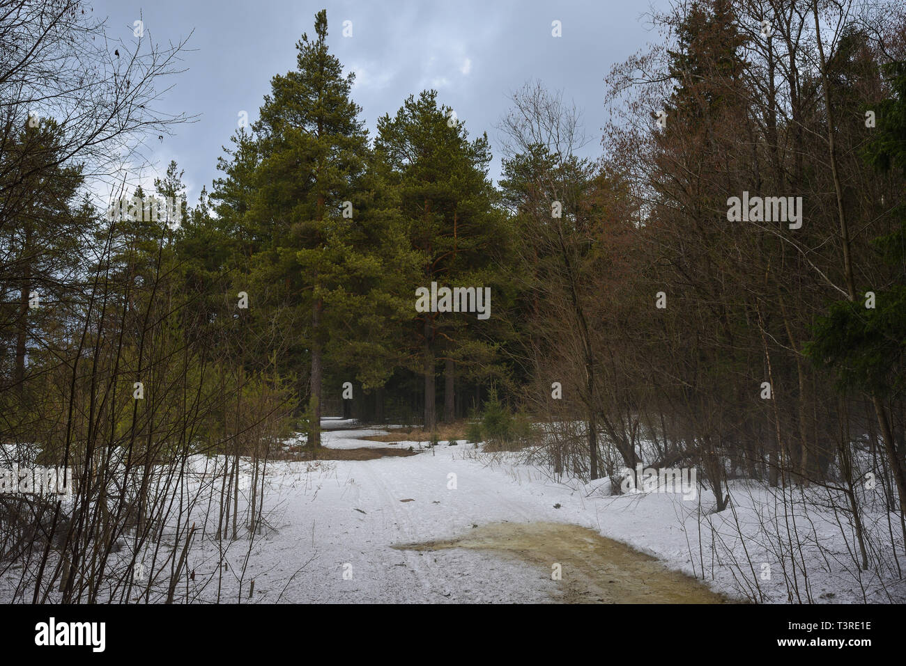 Landscape. Spring forest in the period of active snow melting with thaw ...