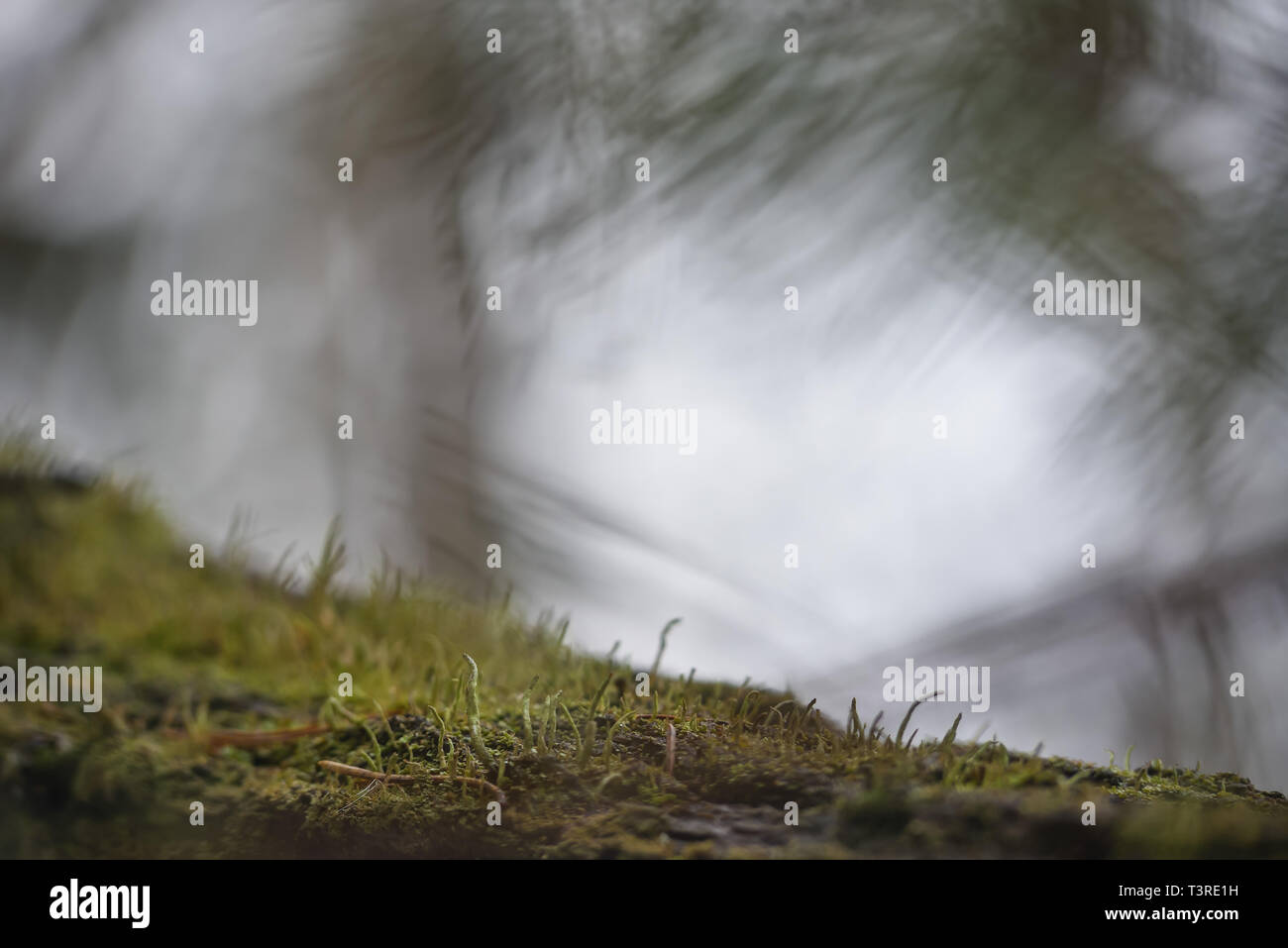 Macro photography. The old blackboard overgrown with moss and lichen ...